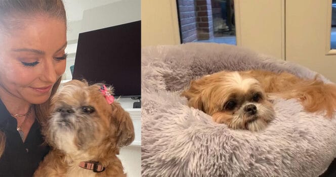 Kelly Ripa Gets Emotional Over Elderly Dog’s Deteriorating Health ...
