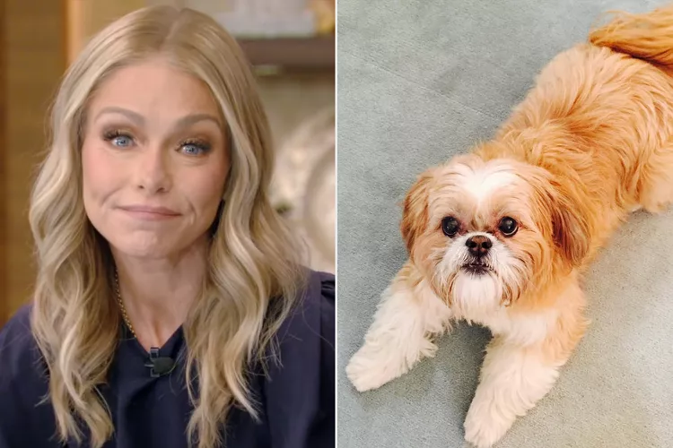 Kelly Ripa Gets Emotional Over Elderly Dog’s Deteriorating Health ...