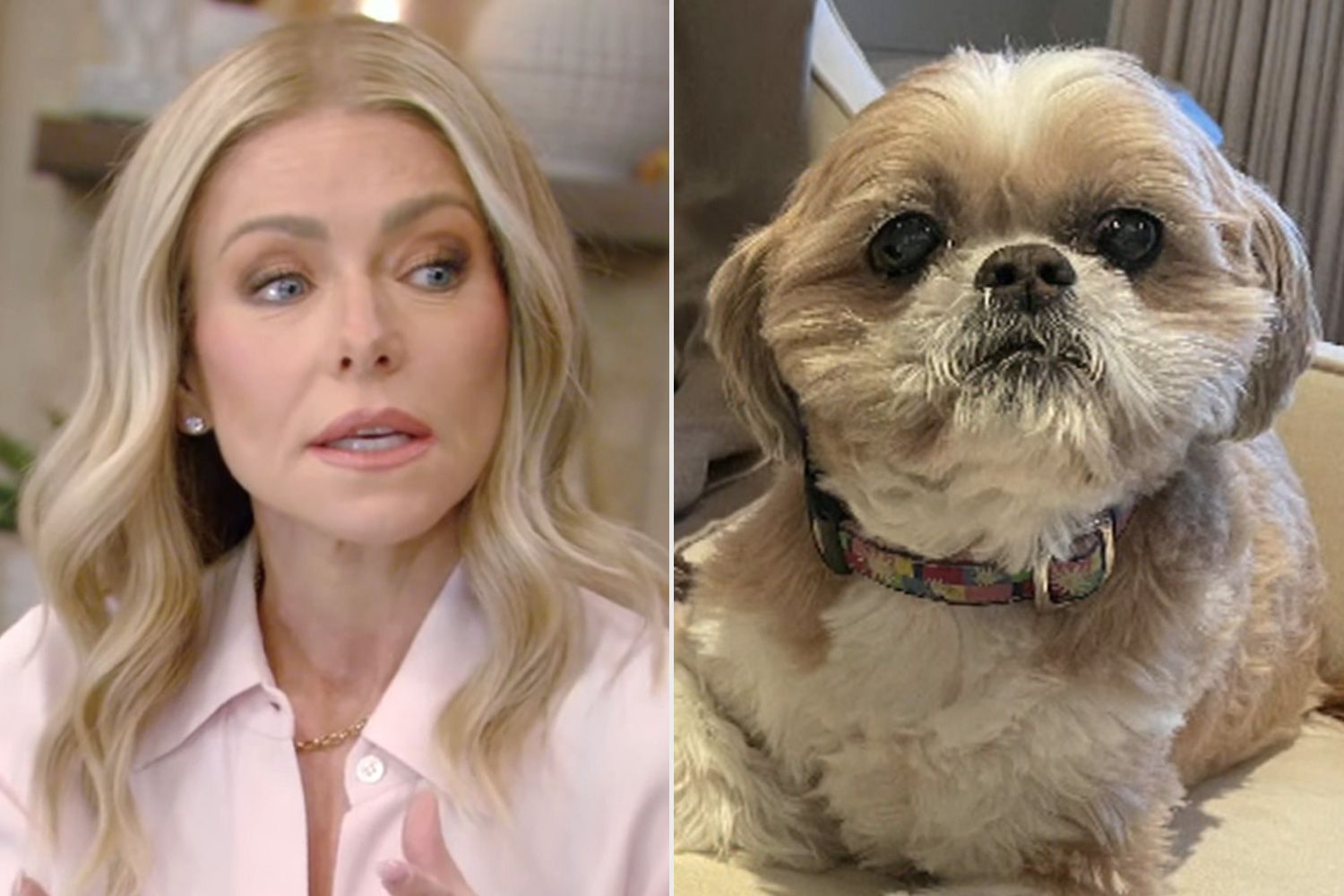 Kelly Ripa Recalls Late Dog Chewie’s Shocking ‘Burst of Energy’ Moments ...