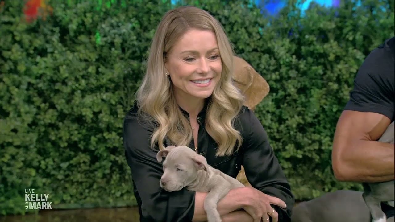 Kelly Ripa Welcomes a New Family Member – An Adorable Puppy Joins the ...