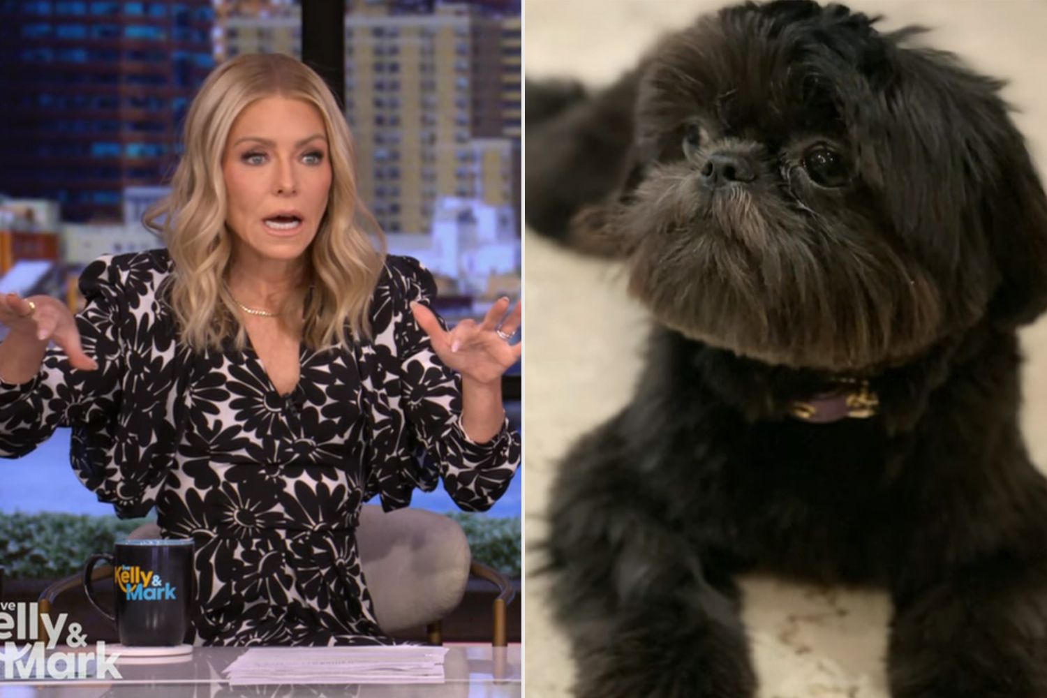 Dog Lena is missing, Kelly Ripa and Mark Consuelos frantically search ...