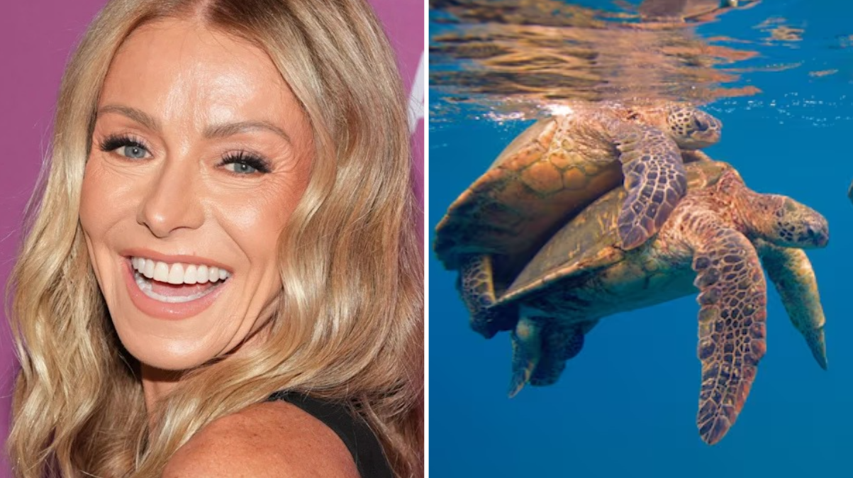 Kelly Ripa admits she has ‘hours’ of turtles mating on her phone ...